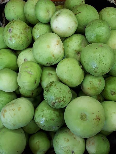 CooPany® Dhemase Seeds/Tinda Seeds Pack of 40 Seeds : Amazon.in: Garden ...