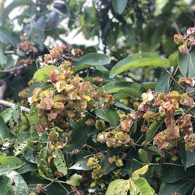 Plants Ship Terminalia Elliptica (Nalla Maddi) : Amazon.in: Garden ...