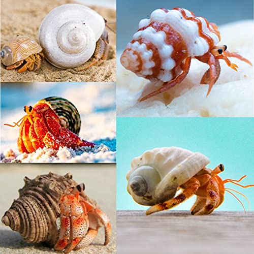Hermit Crabs Changing Shells