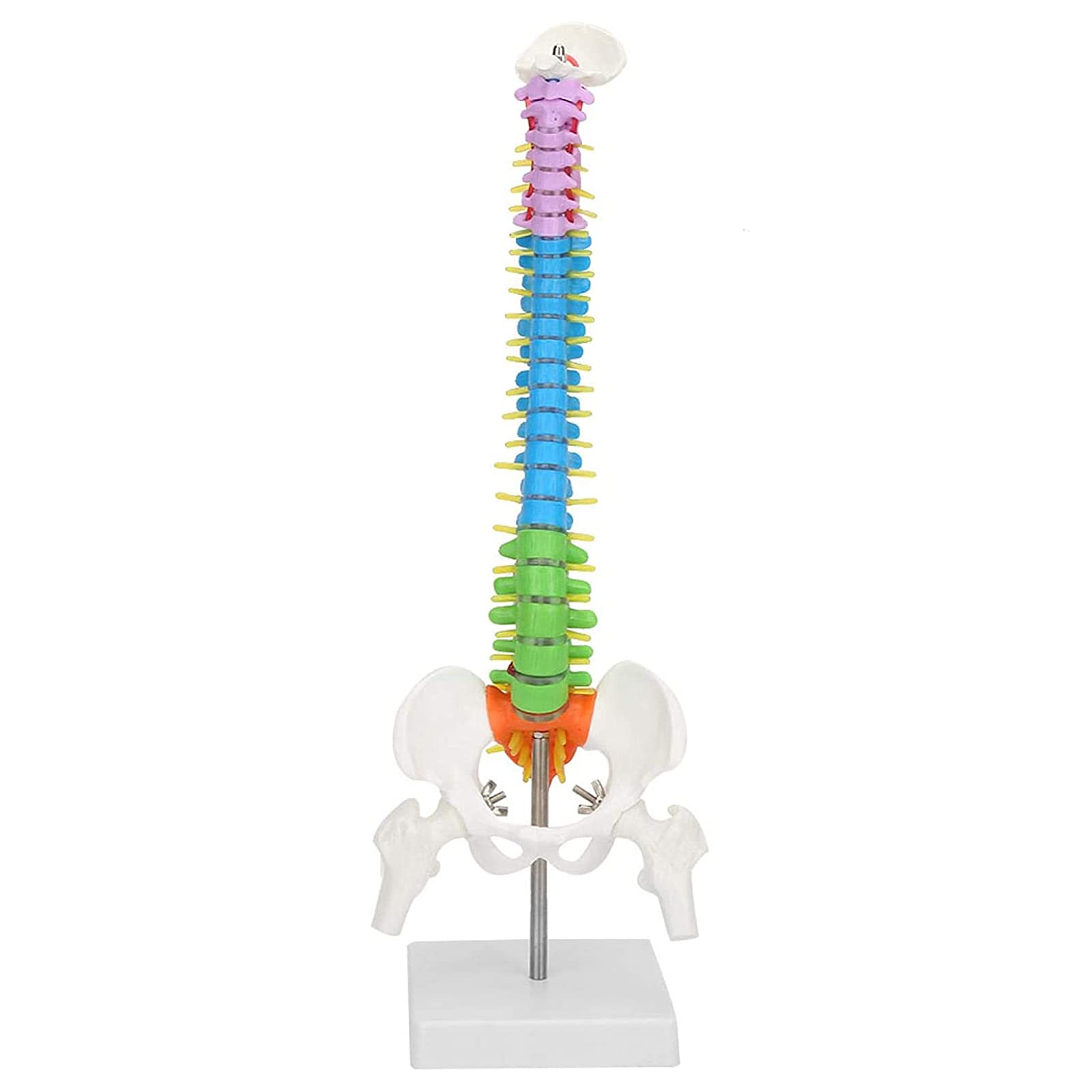 Buy LJBOZ Miniature Human Spine Model, Spine Models for Anatomy, Color ...
