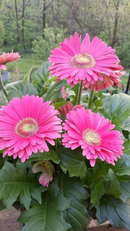RADHA KRISHNA AGRICULTURE® Gerbera imported flower seeds for Your ...