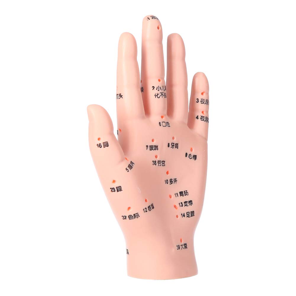Hand Model Acupuncture Hand Model Teaching Hand Model Acupuncture Hand ...