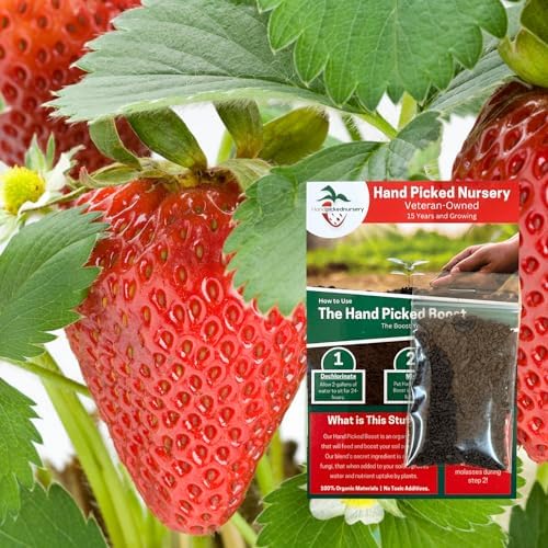 Amazon.com : Honeoye Strawberry 10 Bare Root Plants - Extremely Hardy June-Bearing : Patio, Lawn ...