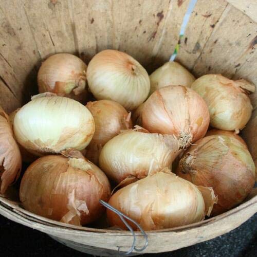 Amazon.com: Vidalia Sweet Yellow GRANEX Onion 400+ Heirloom Vegetable ...