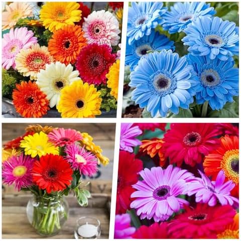 Amazon.com : Outsidepride 20 Seeds Perennial Colorbloom Gerbera Flower ...