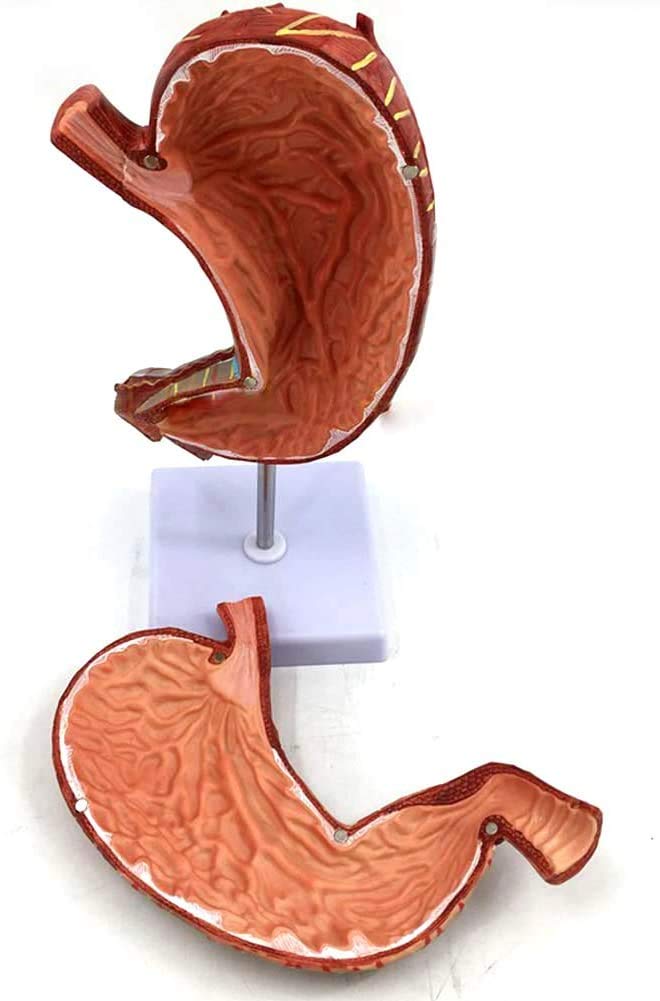 Buy Anatomical Model Of Human Stomach Anatomy Of The Human Digestive ...