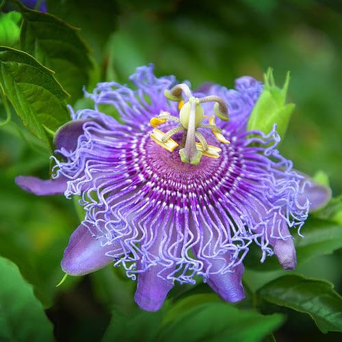 Mphmi Live Plants Rakhi Bel Creeper Plant : Amazon.in: Garden & Outdoors