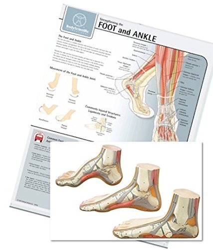 Amazon.com: Human Foot Model Set of Three Feet - Flat, Arched & Normal ...