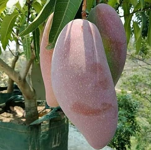 NANDINI GARDEN Red Ivory Mango Live Grafted Plant Jingu Mamidi ...