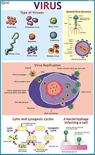 Buy Virus Chart Book Online at Low Prices in India | Virus Chart ...