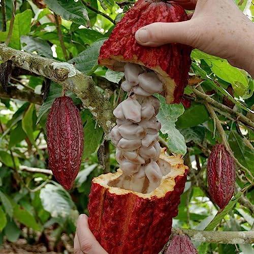 Red Cocoa Live Plant Fruit & Trees Rare Hybrid Dwarf " Red colour Cocoa ...