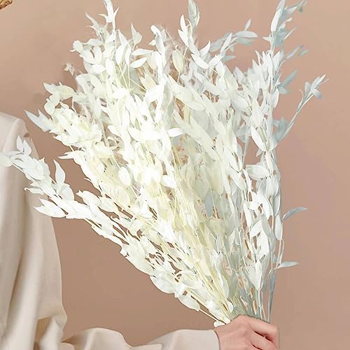 Amazon.com: Dried Ivory White Eucalyptus Italian Ruscus Stems, 15''-17 ...