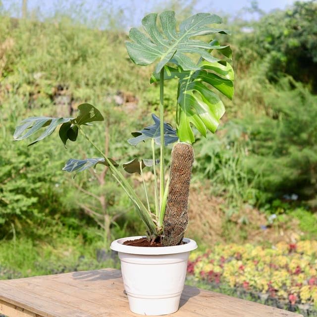 Mphmi Pune Plants Live Season Indoor Monstera Deliciosa (~ 2 Ft) with ...