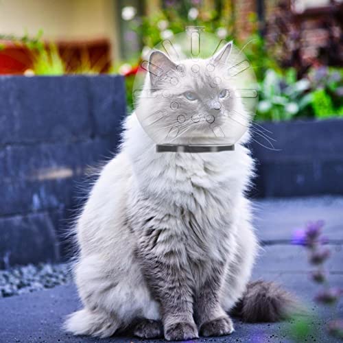 Maulkorb für Katzen – Die 15 besten Produkte im Vergleich - HundeINFOPortal