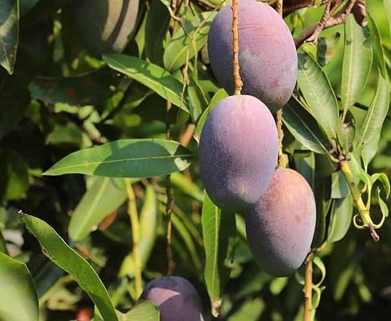 AGRO ALIVE Authentic INDIAN PUSA AMBIKA MANGO PLANT LIVE GRAFTED PLANT ...