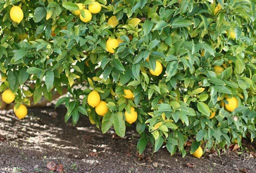 Zomoloco_Lemon Plant-pakistani lemon Plant : Amazon.in: Garden & Outdoors