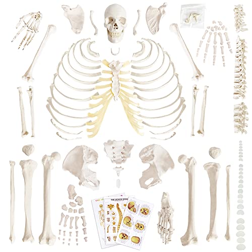 Real Human Bones - Natural Human Finger Bone | Styles Daddy