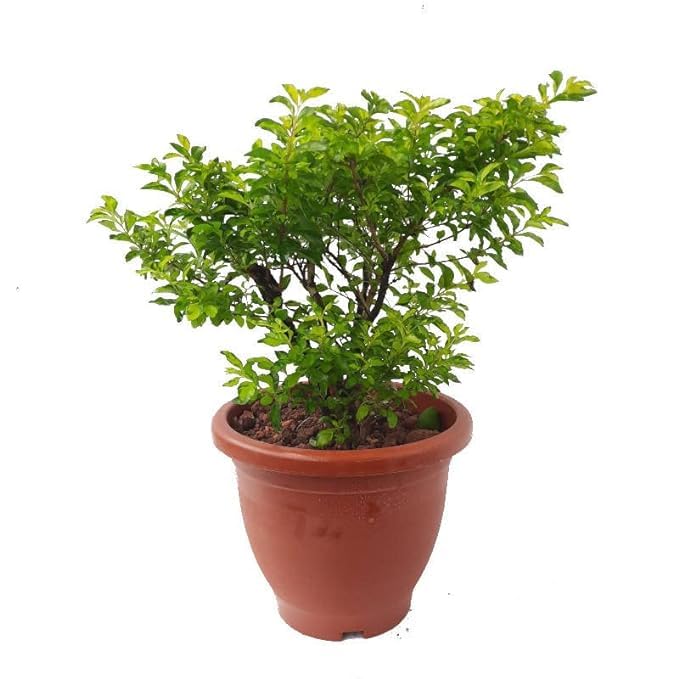 Greenursery Live Hedges & Shrubs Plants Duranta Erecta Plant For ...