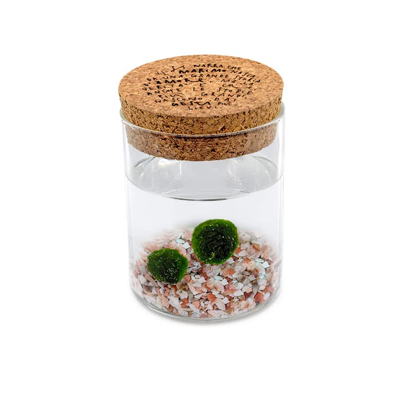 Marimo Original Sughero Leggenda – Coppia (Fondale Rosa Naturale) : Amazon.it: Prodotti Handmade