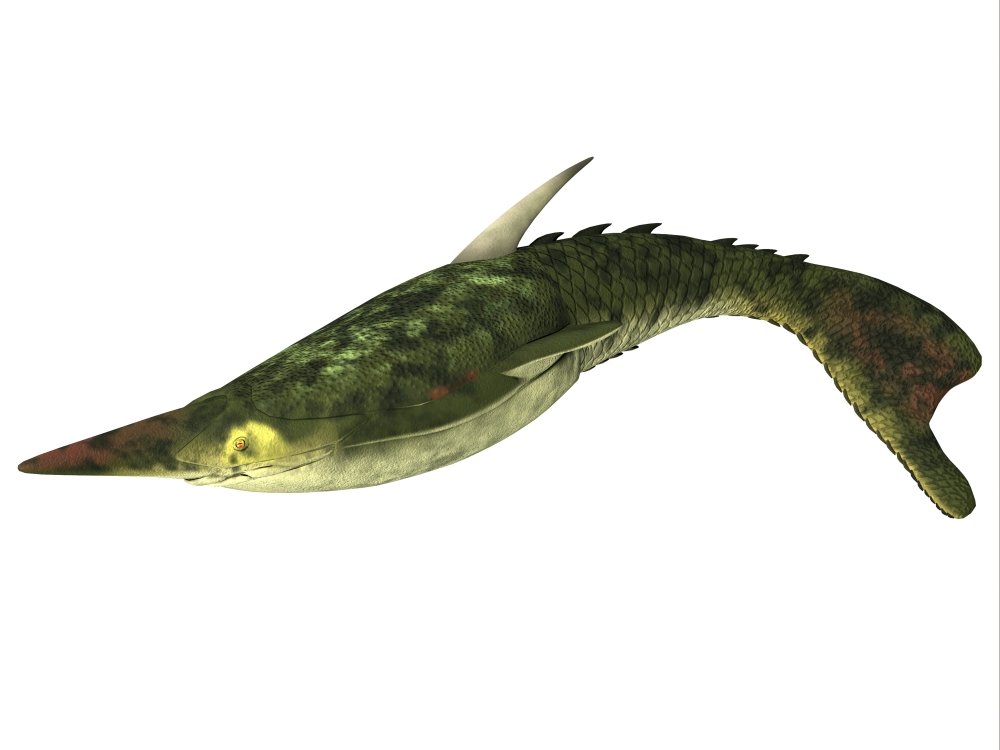 Devonian Period Fish