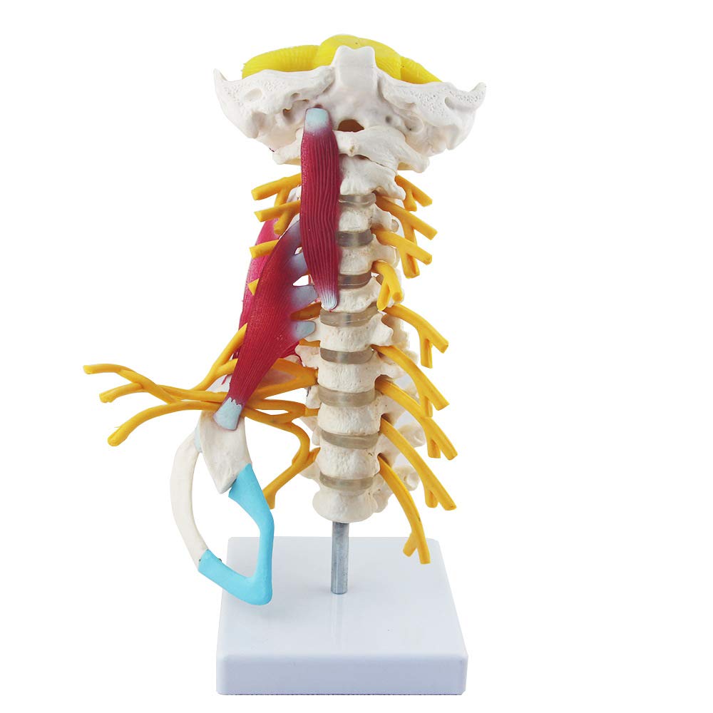 Buy Scientific Cervical Spine Model - Human Cervical Spine Column Model ...