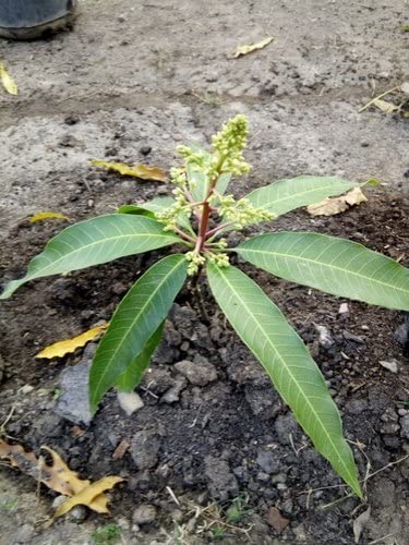 Mphmi Live Sweet Sundari Mango Plant 1.5 Feet + Height : Amazon.in ...