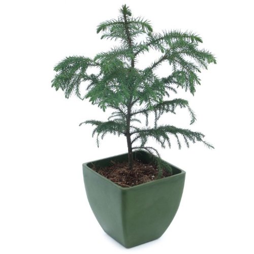 Exotic Green Aerocaria indoor plant : Amazon.in: Garden & Outdoors