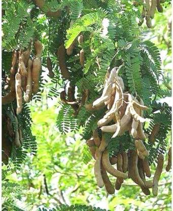 Cloud Farm Live Tamarind Thai Sweet Variety Imli Fruit Grafted Live ...