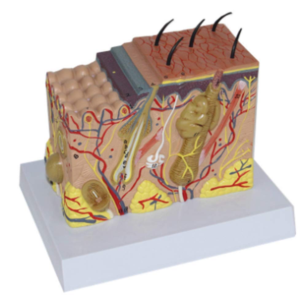 Buy Educational Model Human Anatomy Skin Tissue Structure d Model Skin ...