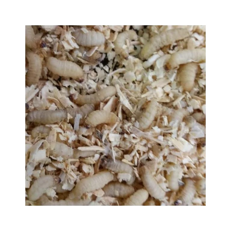 Best Bait Live Waxworms for Reptiles, Birds, and Fishing Bait. High-Protein, Calcium-Rich Larvae ...