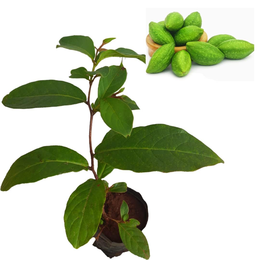 Green Horizon® Rare Live HARITAKI/MYROBALAN/KADUKKAI PODI/TERMINALIA ...