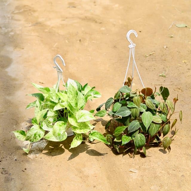 Mphmi Pune Plants Live Season Indoor Set Of 2 Marble Money Plant ...