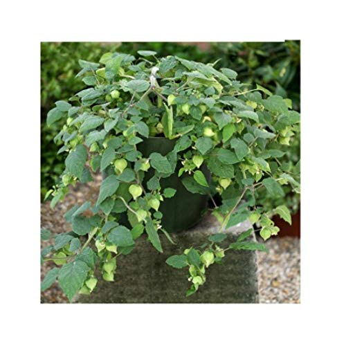 Indian Farms Live Golden Berry/Gooseberry/Rasbhari/Physalis peruviana ...