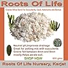 ROOTS OF LIFE® Silica Sand 900gms To Grow Cactus, Succulents and Bonsai ...