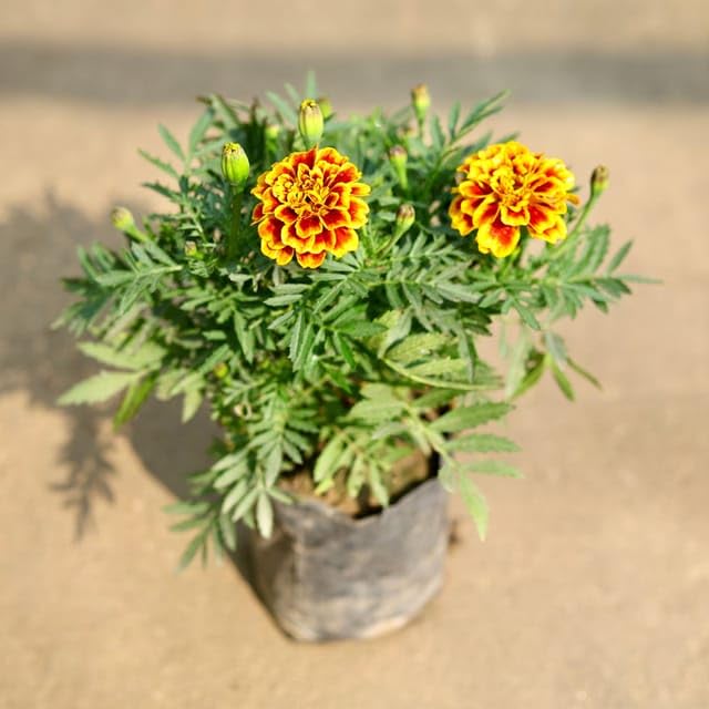 French Marigold Flower Genda (colour) in 4 Inch Flower Live Nursery ...