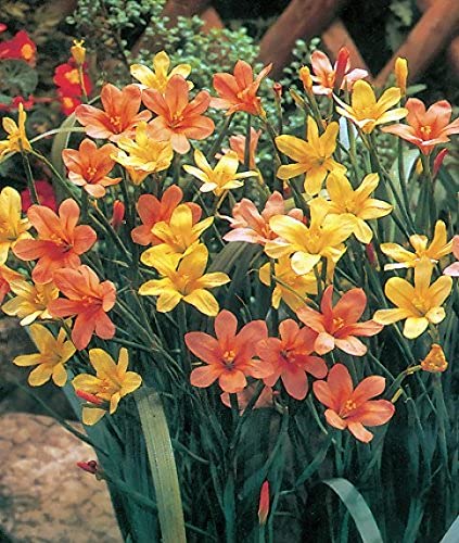 Audbhidhi Tritonia Flower Bulbs Mix For All Winter Season Bulb-(Pack of ...