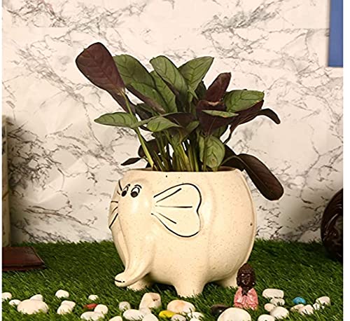 Elephant Shaped Planter for Indoor and Outdoor : Amazon.in: Garden ...