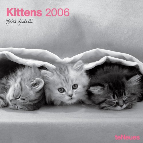 Keith Kimberlin / Kittens : Amazon.in: Books