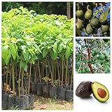 Long Neck Avocados | The Green Head