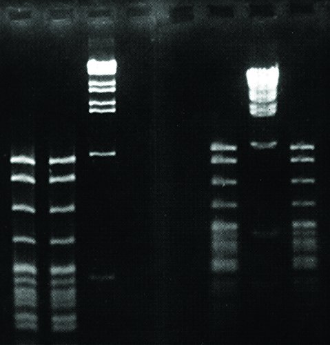 EMS 68500-10 Synergel, Agarose Additive, 100 g: Amazon.com: Industrial ...