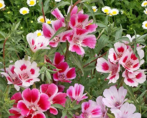 Clarkia - How to grow & care