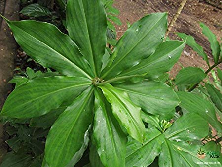 Royal Paradise Garden Rare Insulin Plant Costus igneus Ayurvedic ...