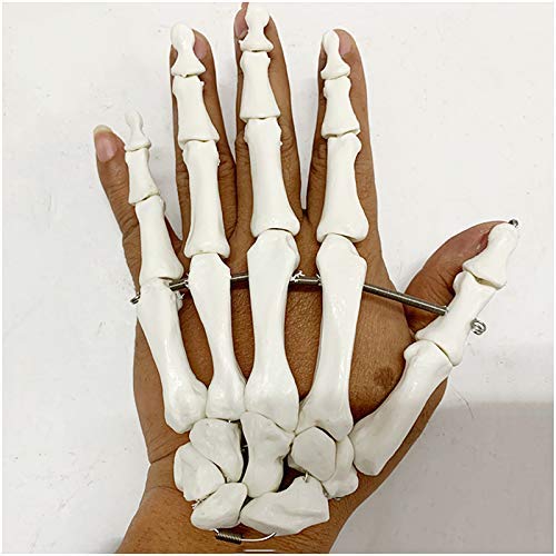 Buy Educational Model Hand Joint Function Model Palm Skeleton Model ...