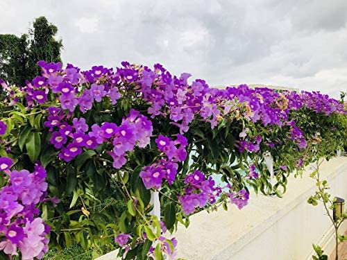 Plant Nursery Online Exoticflora Creepers And Climbers Garlic Creeper ...