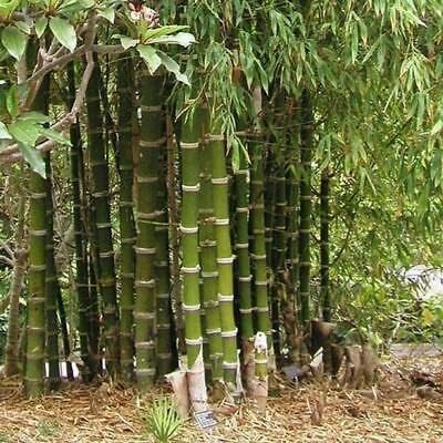 Amazon.com : Spiny Bamboo Seeds for Planting - 20+ Seeds - Bambusa ...