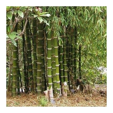Amazon.com : 200+ Giant Bamboo Seeds for Planting Outdoors, 4 Colors ...