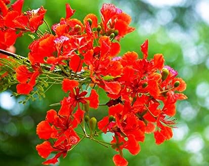 Budding Beauty Nursery,All Season Krishnachura flower tree live plant ...