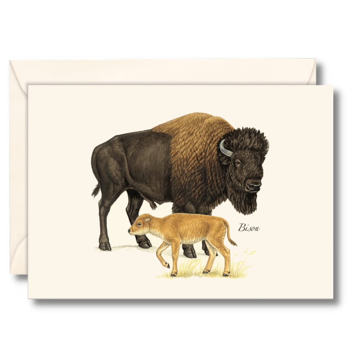 Amazon.com : Earth Sky + Water - Bison Notecard Set - 8 Blank Cards ...