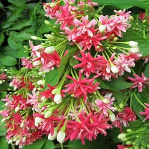 Special Double colour red and white Madhumalati/Madhabilata Flower ...