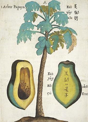 Amazon.com: Papaya Tree - Poster by Michael Boym (16 x 20): Prints ...